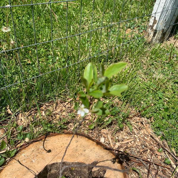 Bush Cherry (2 Pack), Prunus Beseyi, Hansen's Bush Pie Cherry Tree ...