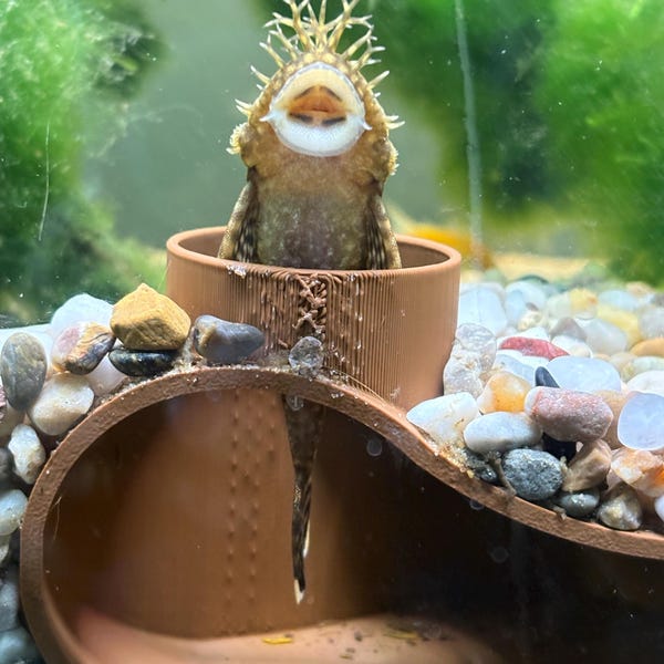 Breeding Habitat - Underground Aquarium Cave - Fish Hide - Etsy