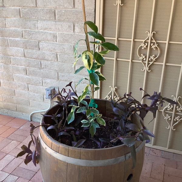 Australian Red Pulp Finger Lime Tree Please Read Description* - Etsy