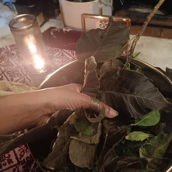 Atiponla -tostón-punarnava Boerhavia Diffusa Attacks Riches- Prosperity ...