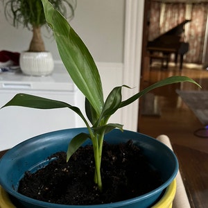 Fall Gold Raspberry 4 to 6 Inch rubus Idaeus Live - Etsy