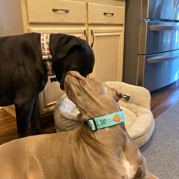 Dog Collar/fresh Out of Fus Dog Collar/ Flower Dog Collar/ Cussing Dog ...