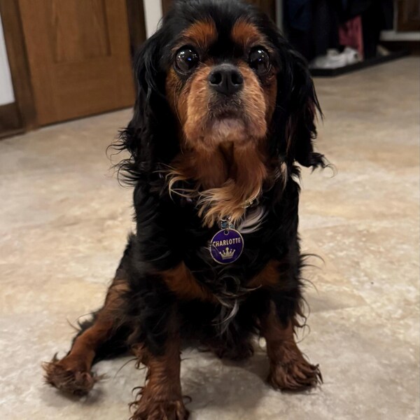 Engraved Crown Pet ID Tag - Cat or Dog Royal Purple and Gold Name Tag ...