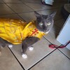 Cheongsam / Qipao Dress for Cats PDF Digital Sewing Pattern | Chinese ...