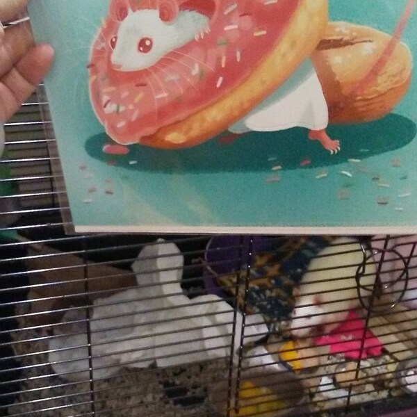Donut Rat 8x8 Inch Cute Pet Rat Art Print - Etsy