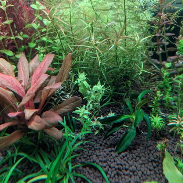 2 Bucephalandra Micro Plants! Live Aquarium Plants! Free S/h!! Live ...
