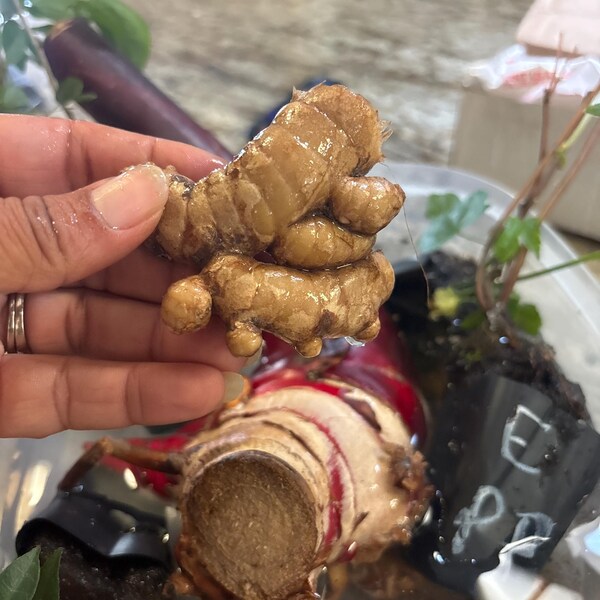 2 Rhizomes of Blue Turmeric. Curcuma Caesia. Freshly Harvested, Easy to ...