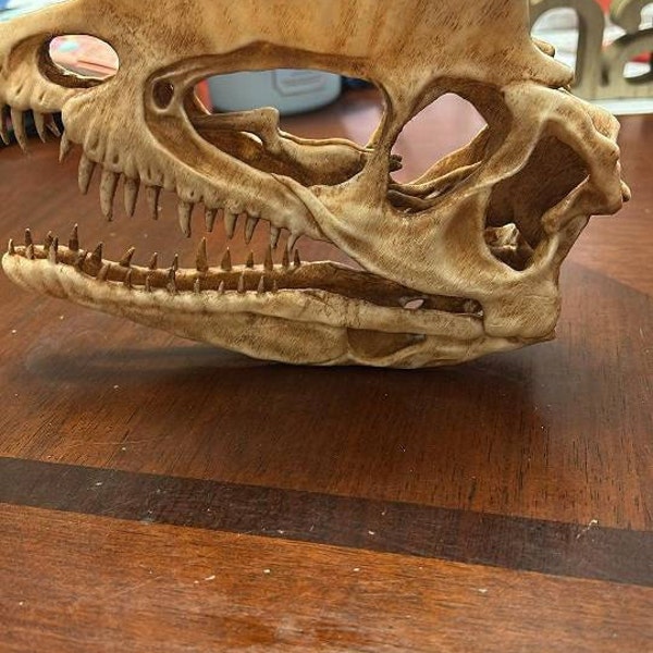 Dilophosaurus Replica Skull 3D Printed - Etsy