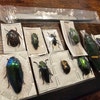 Beetle Mounting Kit for Beginners, With Real Beetles and Tools - Etsy