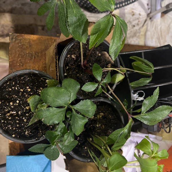 Lenten Rose Flower Girl Rare Flowering Perennial Live Plant Lenten Rose ...