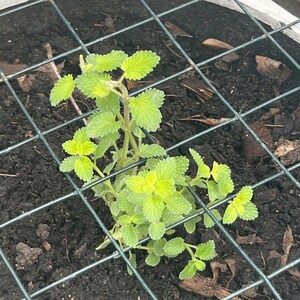 Dancing Wind Grass Plug Starter Plant ALL Starter Plants REQUIRE You to ...