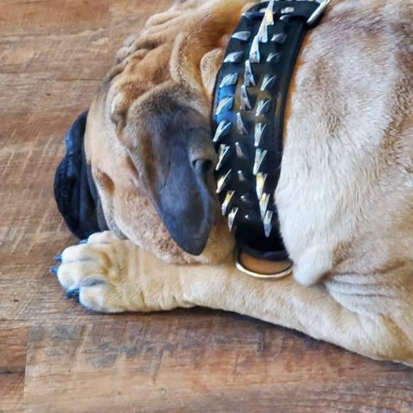 Spiky Leather Adjustable Padded Dog Collar L/XL - Etsy
