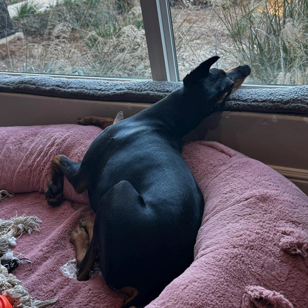 Window Sill Cat Pad/ 7” Sill Pad - Etsy