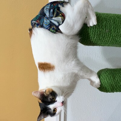 Guinea Pig Cavy Diaper With Bib / Collar Waterproof Designed - Etsy