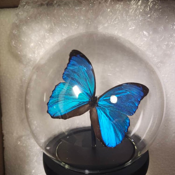 Preserved Blue Morpho Menelaus Butterfly in Glass Dome - Etsy