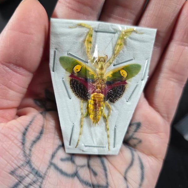 OVERSTOCK: Real Blue Lanternfly, Pyrops Gunjii - Etsy