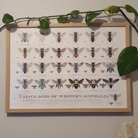 Native Bees of Tasmania Poster - Etsy Australia