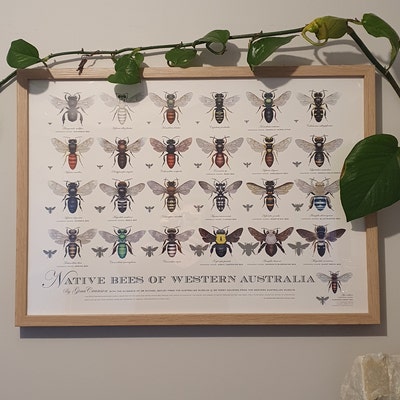 Native Bees of Western Australia Poster - Etsy Australia