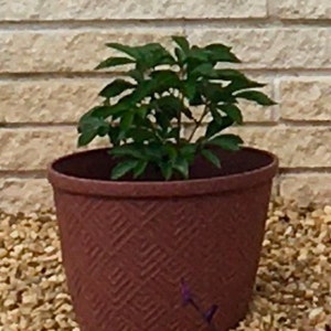 Walter Faxon Peony Pink Fragrant Spring Blooms Perennial - Etsy