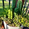 2, 4, 6 Pot of Eve's Pin Needle Cactus - Etsy