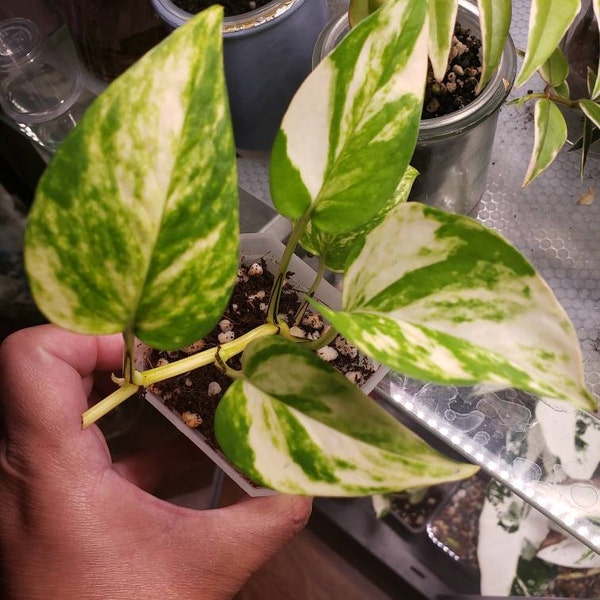 Teruno Fanfare Epipremnum Aureum Pothos japan Rooted Starter Plant - Etsy