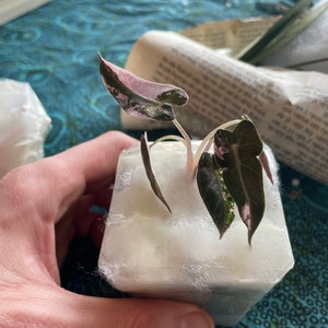 Hoya Pubicalyx Pink Silver Ghost Rare Plant, M Size - Etsy