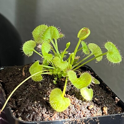 Drosera Prolifera-live Carnivorous Plant - Etsy