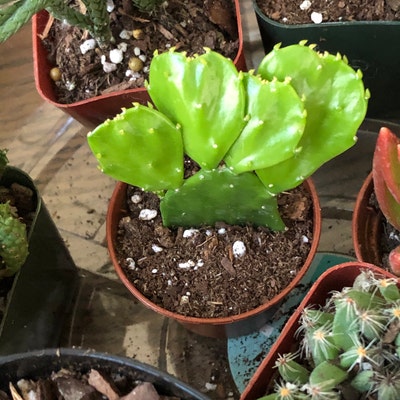 Mini Nopalea Cochenillifera cochineal Nopal Green Cactus Rare Succulent ...