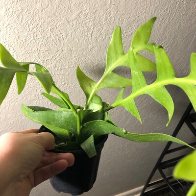 Sharktooth Fern 4 Inch Selenicereus Chrysocardium - Etsy