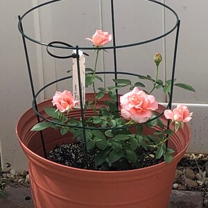 Fiji Rose Plant Potted Kordes Eleganza® Rose Hot Cherry Pink | Etsy