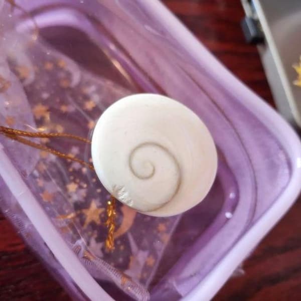 AURA. Shiva Eye, Shiva Eye Shell, Qty. 1, Round ENHANCED - Etsy
