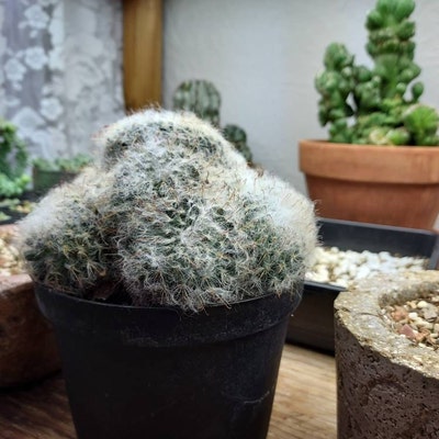 6 Mammillaria Bocasana Clumping Cactus Rare Succulent Live Cacti Plant ...
