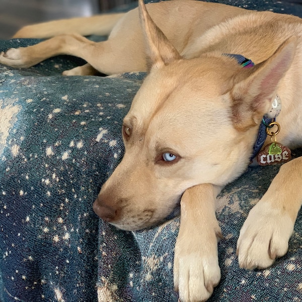 Gothic Pet ID Tag, Custom Dog Tag, Cat Collar Tag, Glitter Dog Tag ...