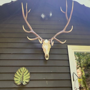 Faux European Alaskan Moose Mount - Etsy