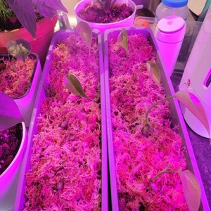 Aloe Striata 10 Seeds 'ghost Aloe' Succulent Uncommon - Etsy