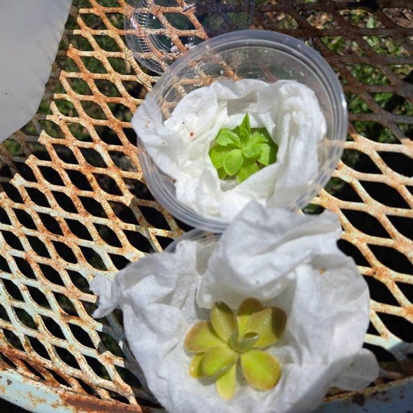 Pinguicula X "pirouette" Butterwort Hybrid - Rare Live Carnivorous ...