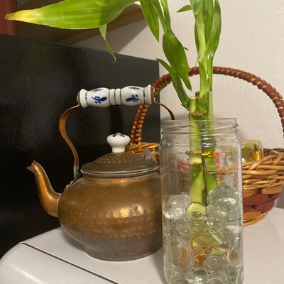 Giant Money Tree 2.5 Feet Tall - Etsy