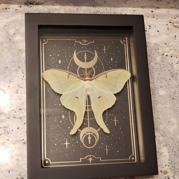 Framed Luna Moth Shadow Box: Gold Star Tarot Print Gothic Wall Decor - Etsy