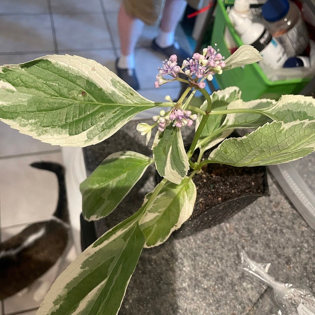 Lori's Lattice Specialty plants growing on by LorisLattice