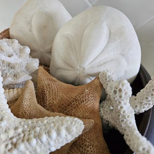 Large Specimen Grade 63.1mm CONUS Regius Royal, Crown Cone SEASHELL JB ...