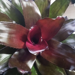 Bromeliad Vriesea Red Chestnut 6 Pot | Etsy