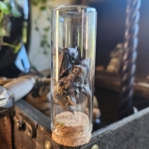 Specimen No 22914 the Tooth Fairy Mini Display Dentist Dental Oddity ...