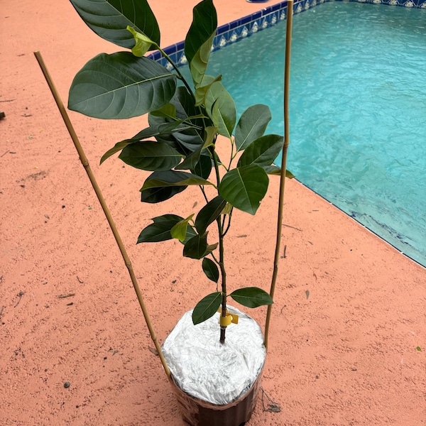 J31 Jack Fruit, Dwarf in 3 Gallons Pot, Grafted, Artocarpus ...