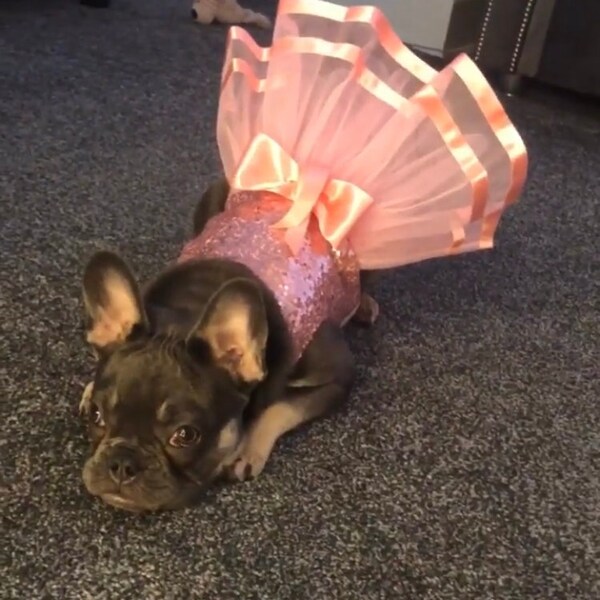 Beautiful Pink Sequinned Tu Tu Dog Dress for Small Breed Dogs Designer ...