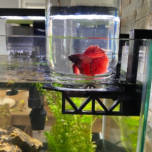 Inverted Betta Tank Holder Panoramic View for Betta Fish 360 - Etsy