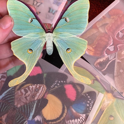 Realistic Paper Butterflies, Ready to Use Cut Outs 10 Pieces - Etsy