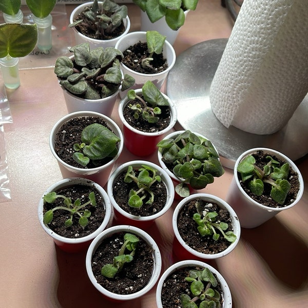 Rob's Pewter Bells Mini African Violet - Etsy