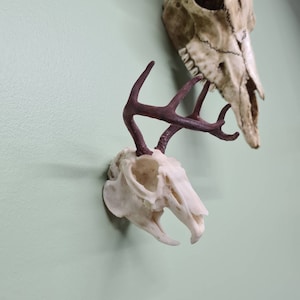 Siamang Black-furred Gibbon Skull Replica - Etsy