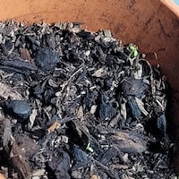 DOUBLE BUTTERFLY SNAPDRAGON Flower Seeds - Bronze Antirrhinum Rare Snap ...