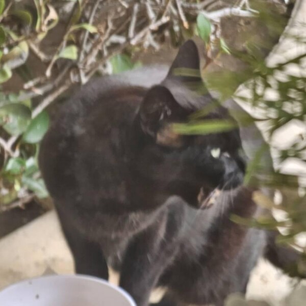 Sandstorm Doge | Meme Art Re-imagined in Renaissance Painting Style on ...